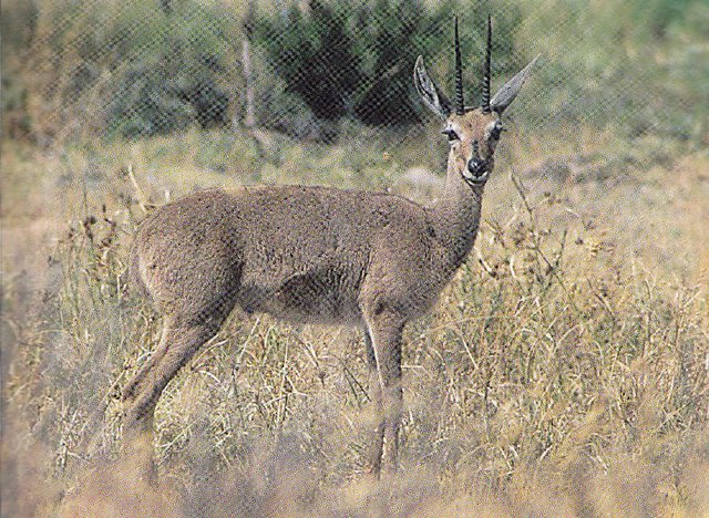 Badshoek: Our Animals